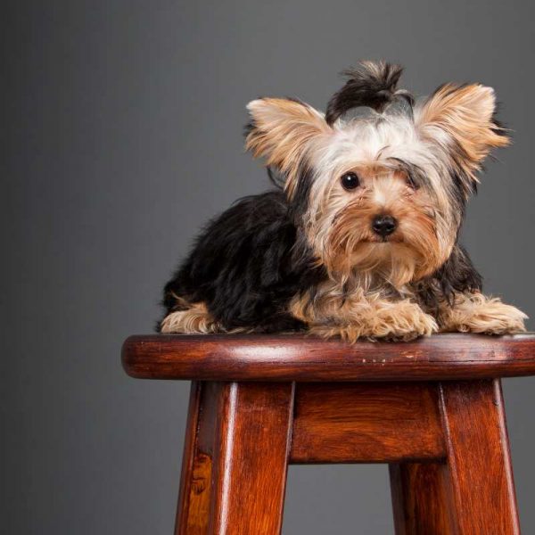 What Are 3 Most Common Yorkie Knee Problems? Things To Know
