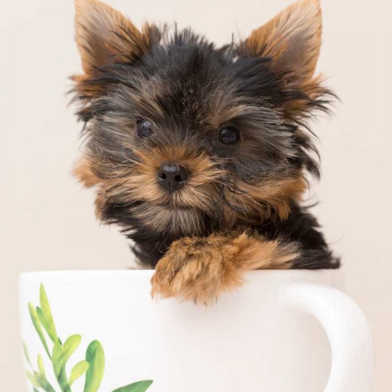 280 Yorkie Names for Your New Pet: Dog Names For Boys & Girls