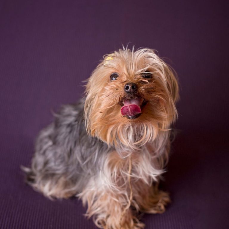 3 Types of Allergies in Yorkies: The Best Treatment Options