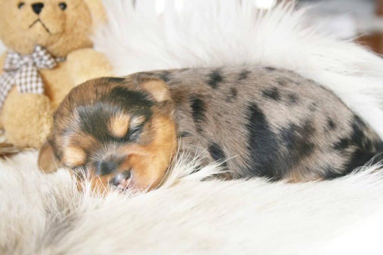 What Is a Merle Yorkie? Is It Purebred or a Mix?