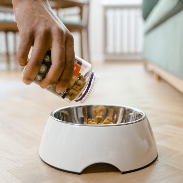 The Best Homemade Food for Yorkies: 30 Recipes For Your Pup