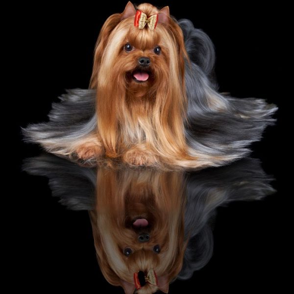 Yorkshire Terrier Colors: From Standard to Rare Ones