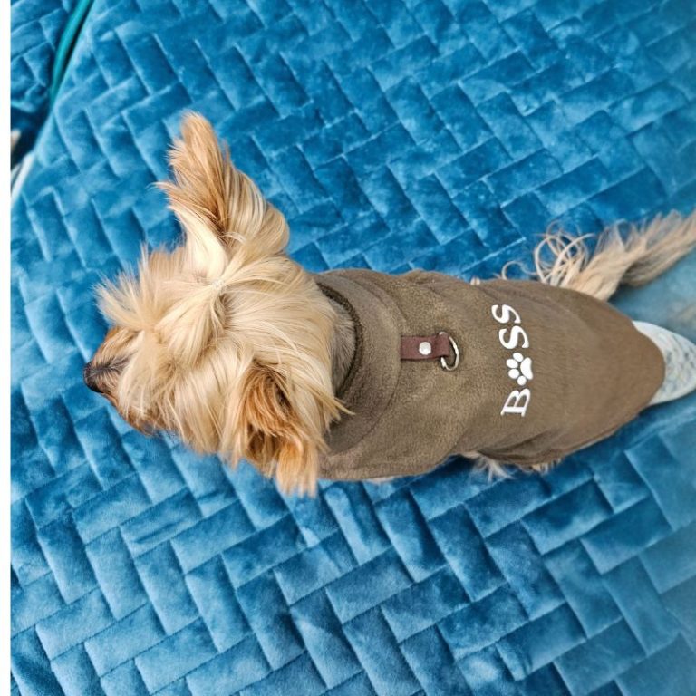 Snorkie Dog Guide: Yorkie Schnauzer Mix Facts & Care Tips