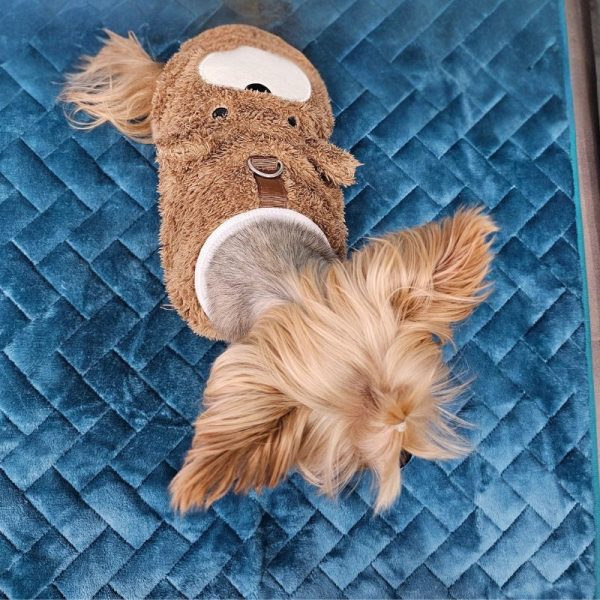 9 Best Yorkie Jackets and Coats In 2023 • Yorkies Gram