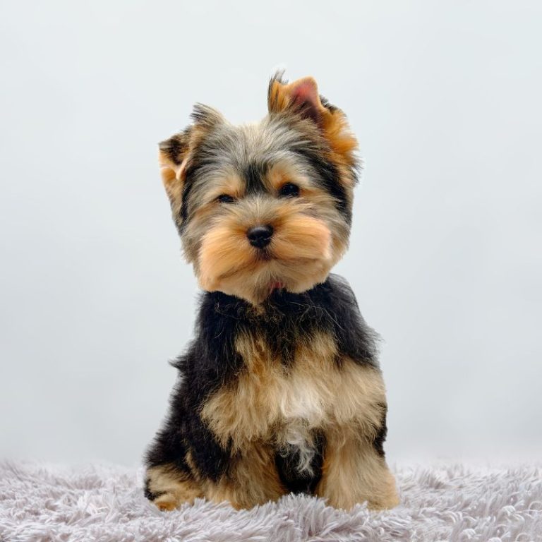 9 Best Yorkie Haircuts For Boys and Girls: The Ultimate Guide