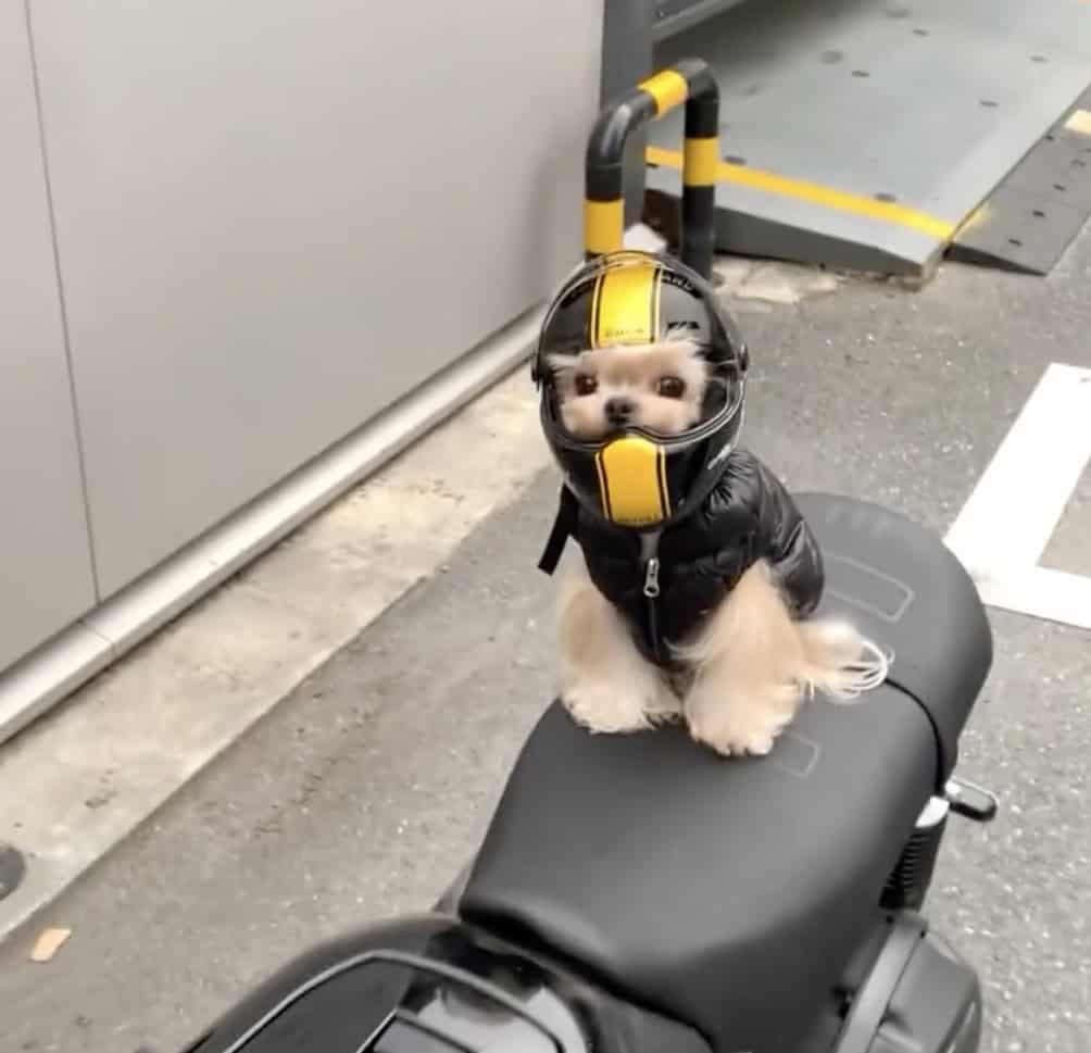 Small Dog Motorcycle Helmet • Yorkies Gram