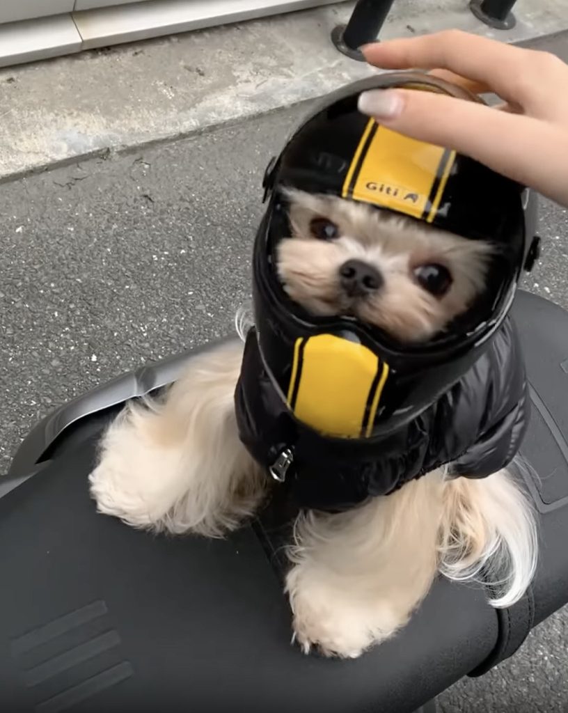 Small Dog Motorcycle Helmet • Yorkies Gram