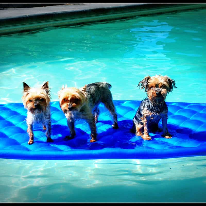 Yorkie Life Jacket: Why Your Yorkie Needs a Life Vest
