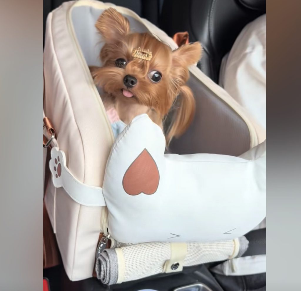 Multifunctional Yorkie Car Seat • Yorkies Gram